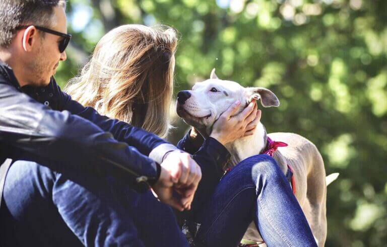 Adoption Process & Fees | Animal Care Centers of NYC