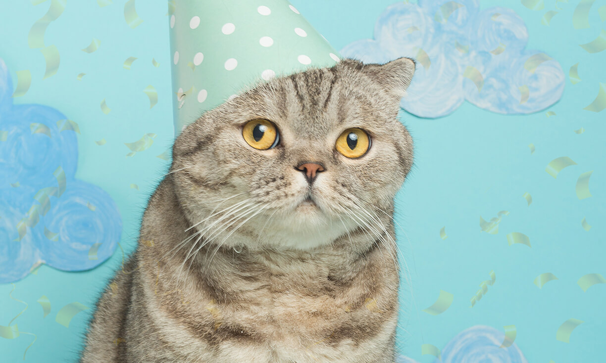 Foster a Pet | Animal Care Centers of NYC