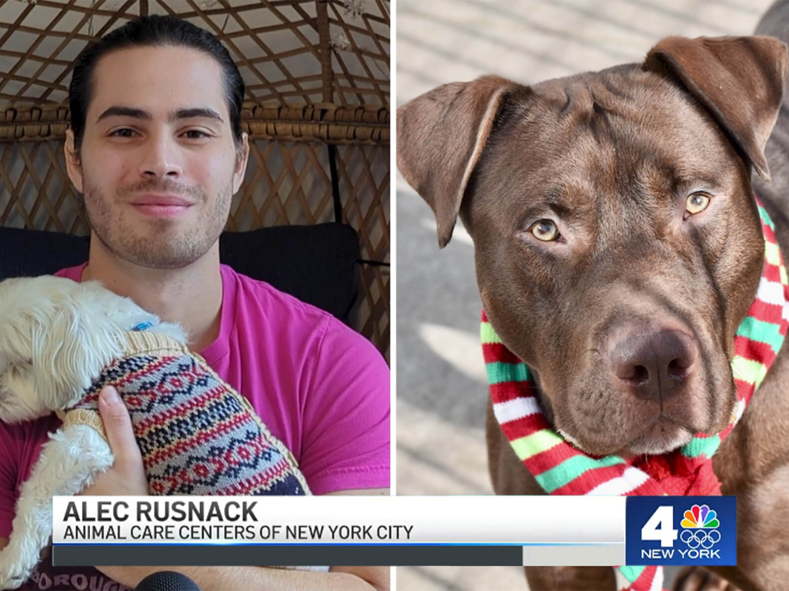 ACC on NBC | Animal Care Centers of NYC