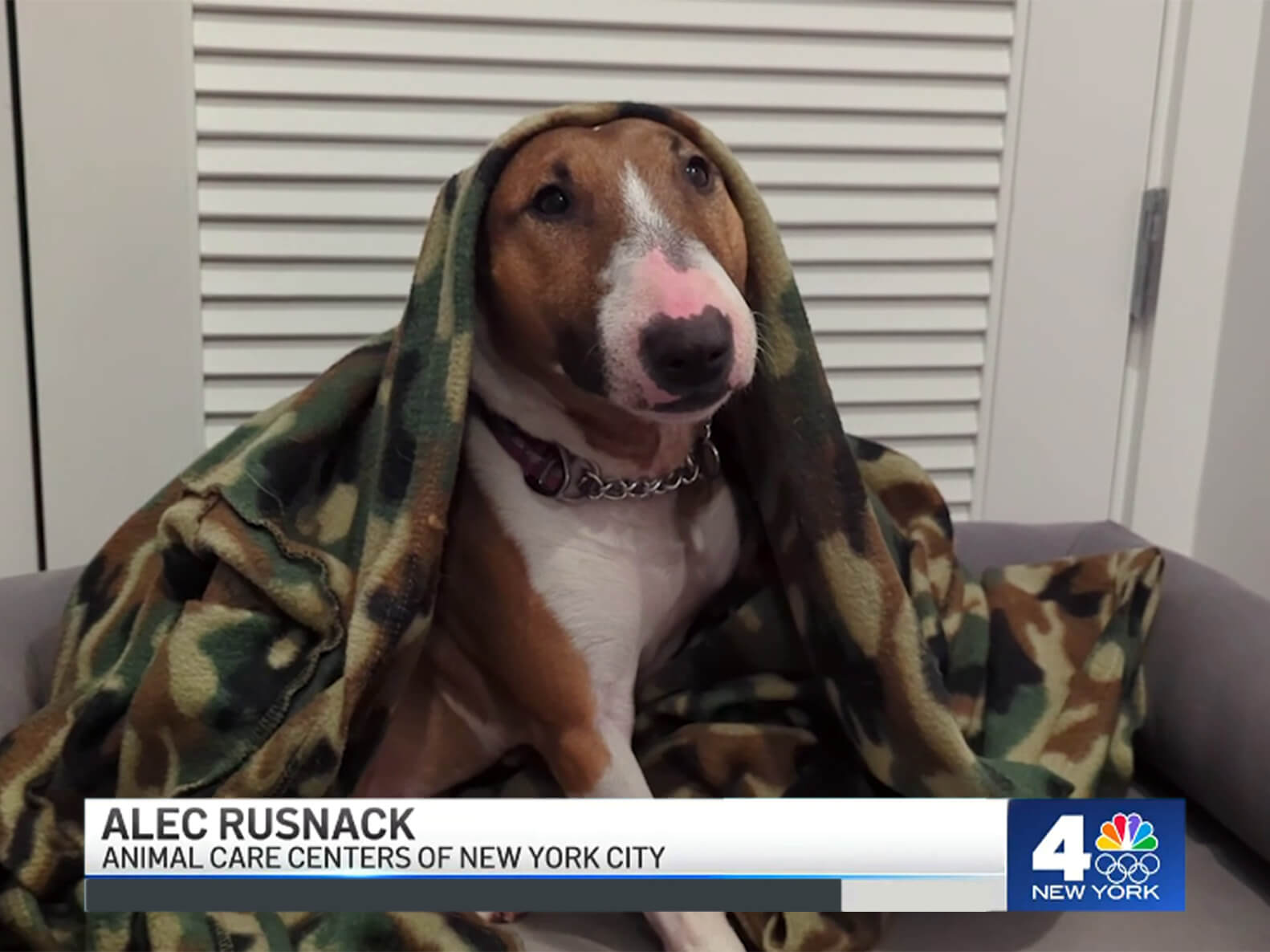 ACC on NBC | Animal Care Centers of NYC