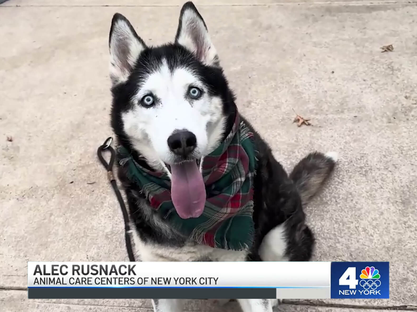 ACC on NBC | Animal Care Centers of NYC