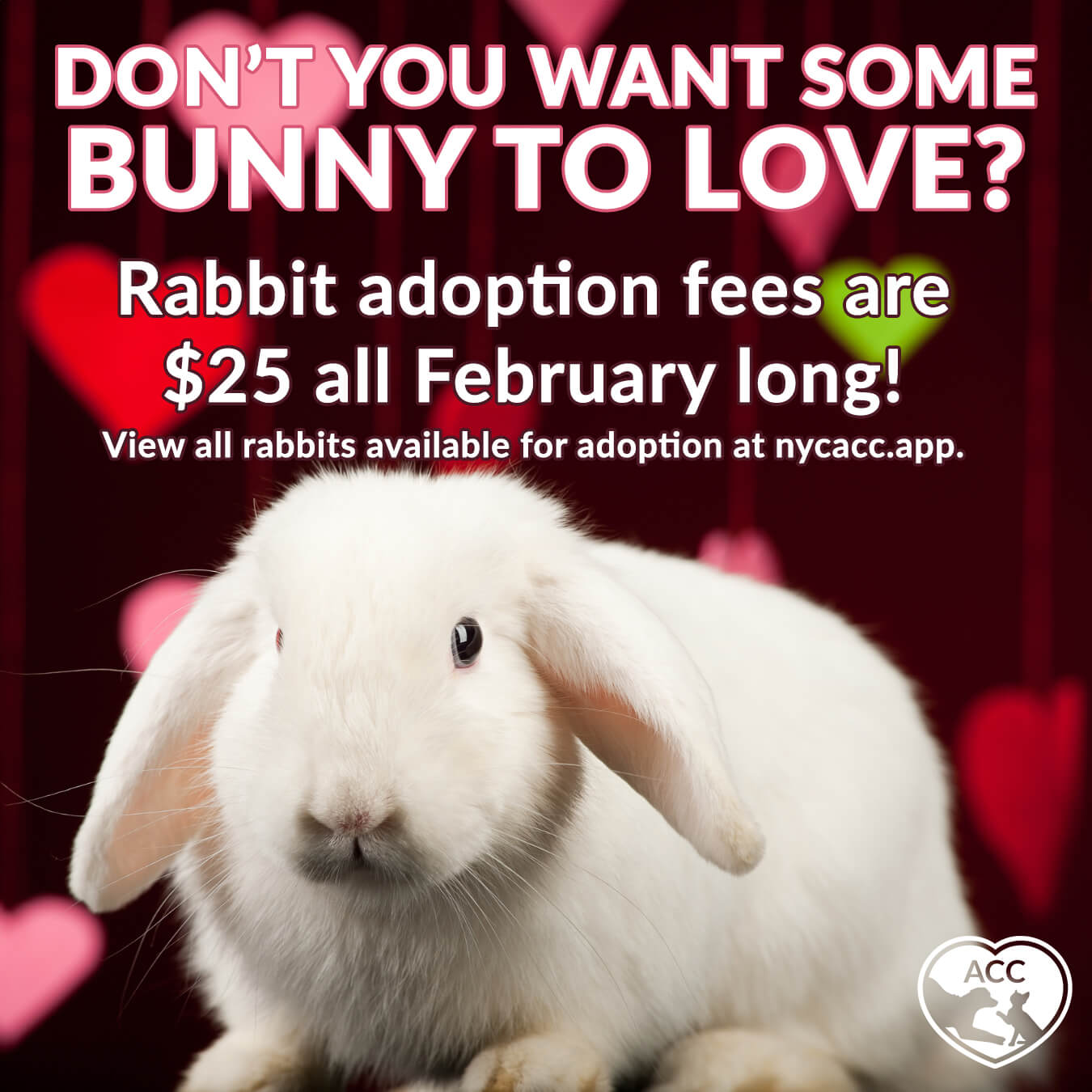 Adoption Process & Fees | Animal Care Centers of NYC