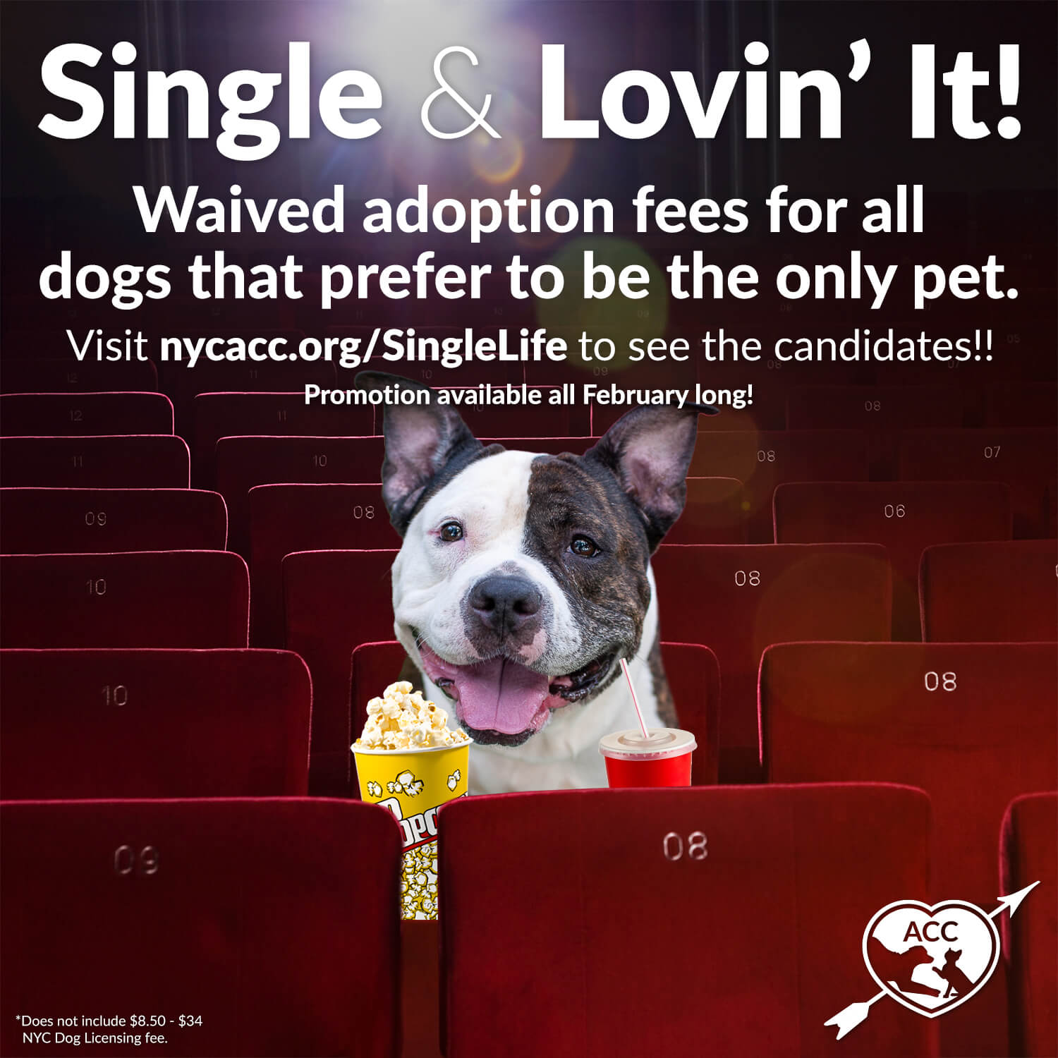 Adoption Process & Fees | Animal Care Centers of NYC