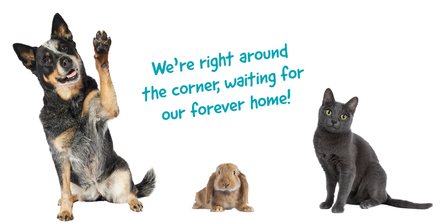 Foster Pet Map | Animal Care Centers of NYC