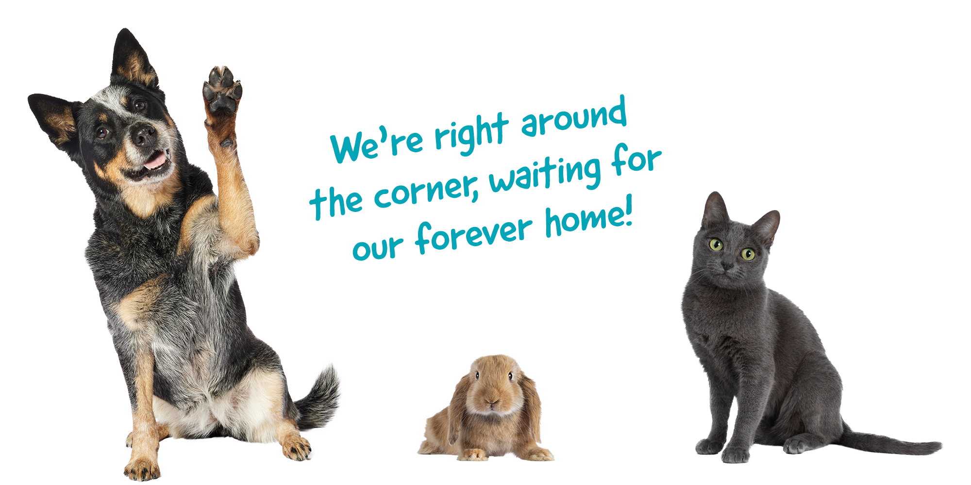 Foster Pet Map | Animal Care Centers of NYC