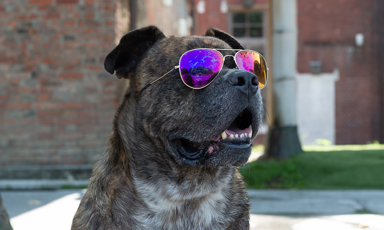 Foster a Pet | Animal Care Centers of NYC