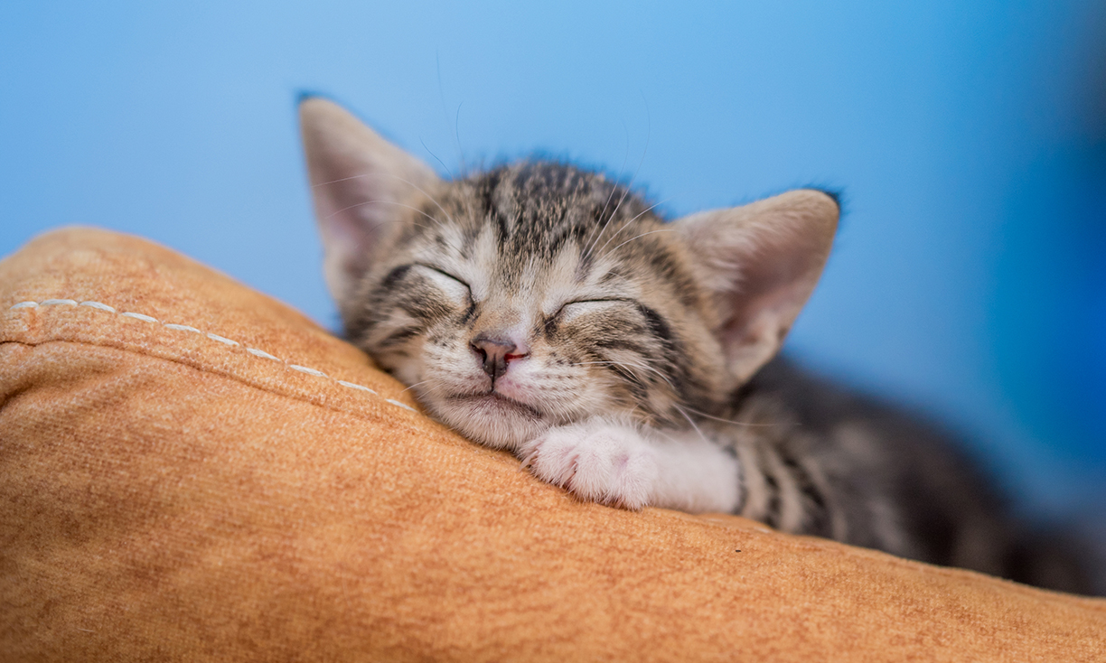 Foster a Pet | Animal Care Centers of NYC