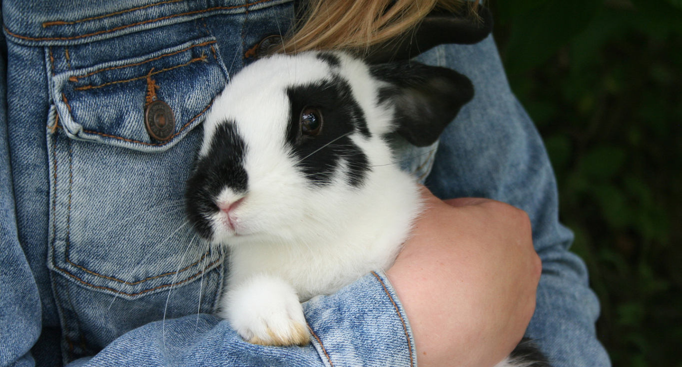 Foster a Pet | Animal Care Centers of NYC