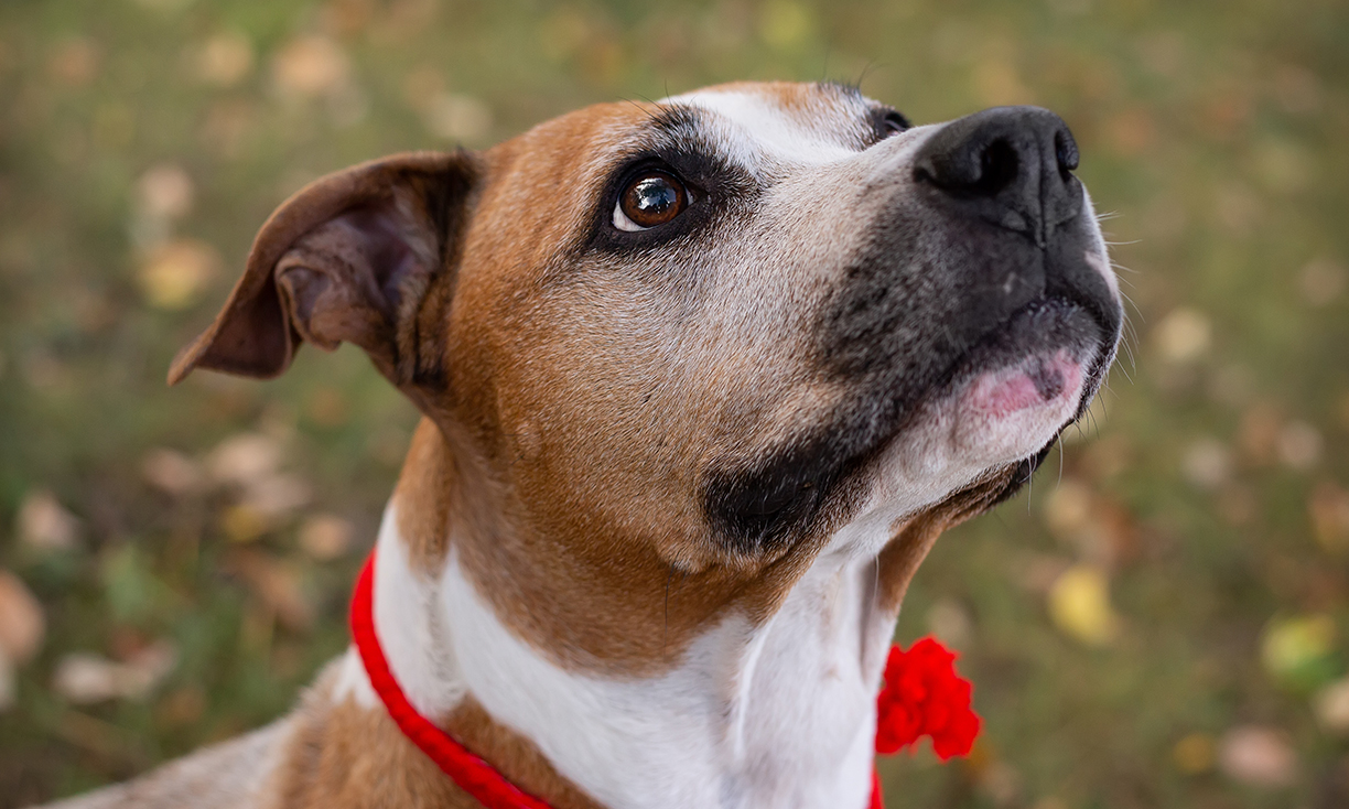 Foster a Pet | Animal Care Centers of NYC