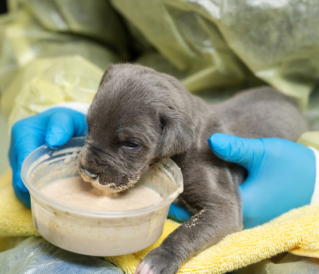 Community Resources | Animal Care Centers of NYC